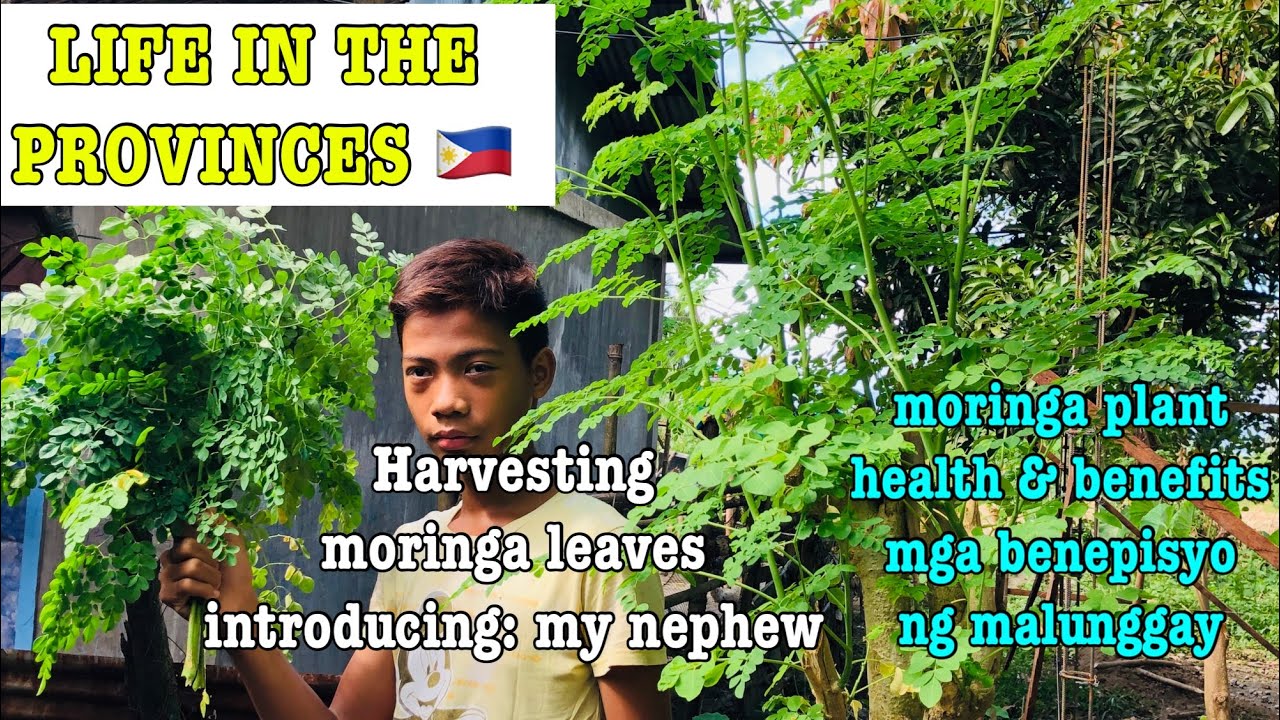 HARVESTING MORINGA LEAVES | HEALTH & BENEFITS | LIFE IN THE PROVINCES ...