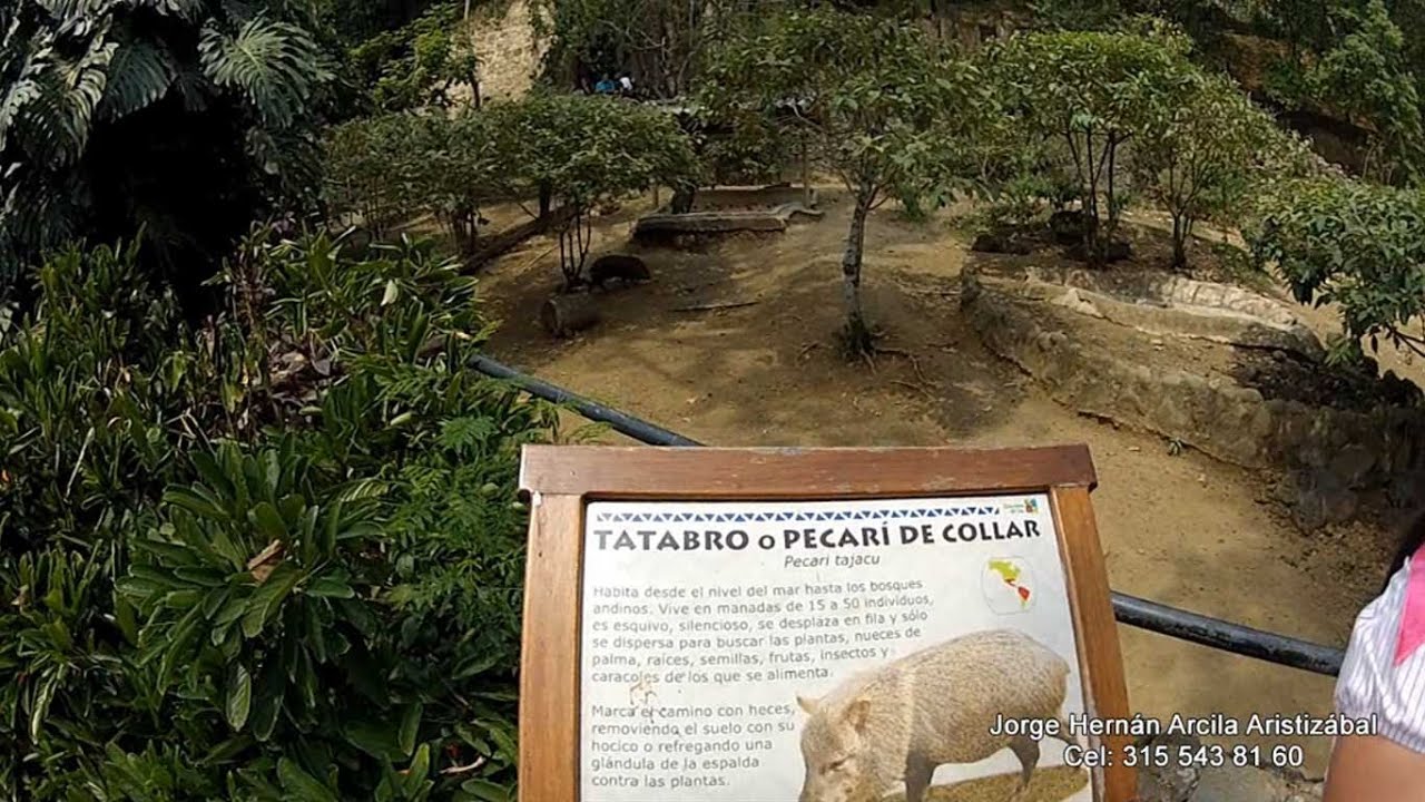 Tatabro ZOOLOGICO de CALI Valle - YouTube