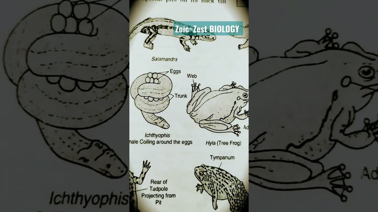 Common Amphibians | Class 12, BIOLOGY | Animal Kingdom - YouTube