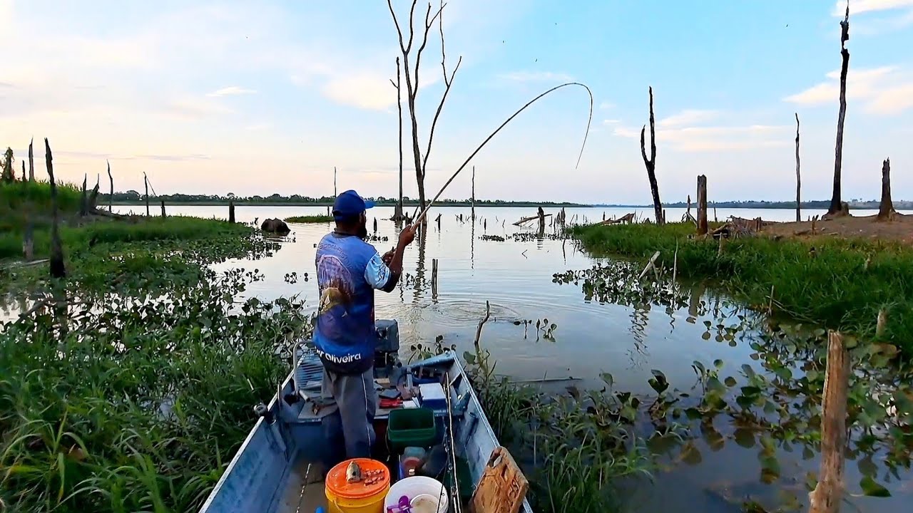 PIAUÇU , PIRARUCU , CAPARARI E PIRAPITINGA , A VARA DE BAMBU ESTRALA ...