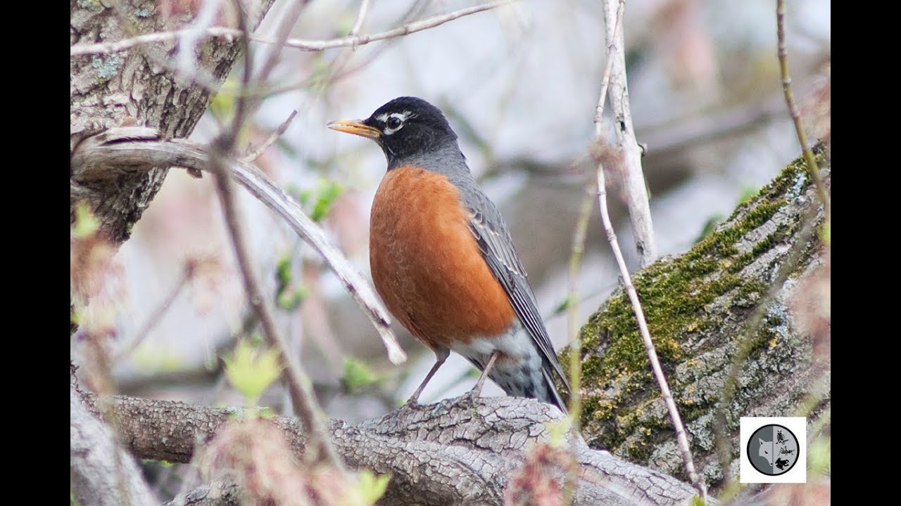 Chant et cri du Merle d'Amérique/Song and call of the American Robin ...