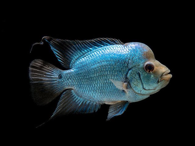 Thai Silk Fish BLUE DIAMOND FLOWERHORN CICHLID 4"