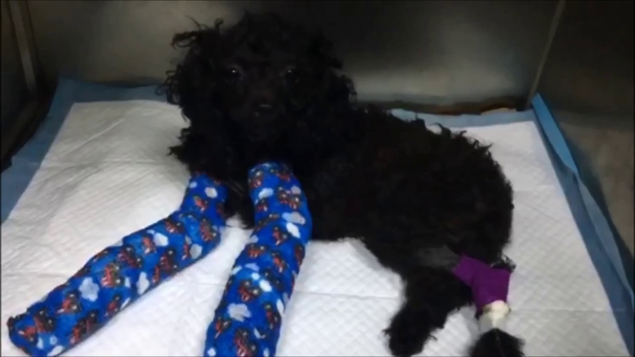 Poodle Has Surgery On Badly Broken Legs, China - YouTube