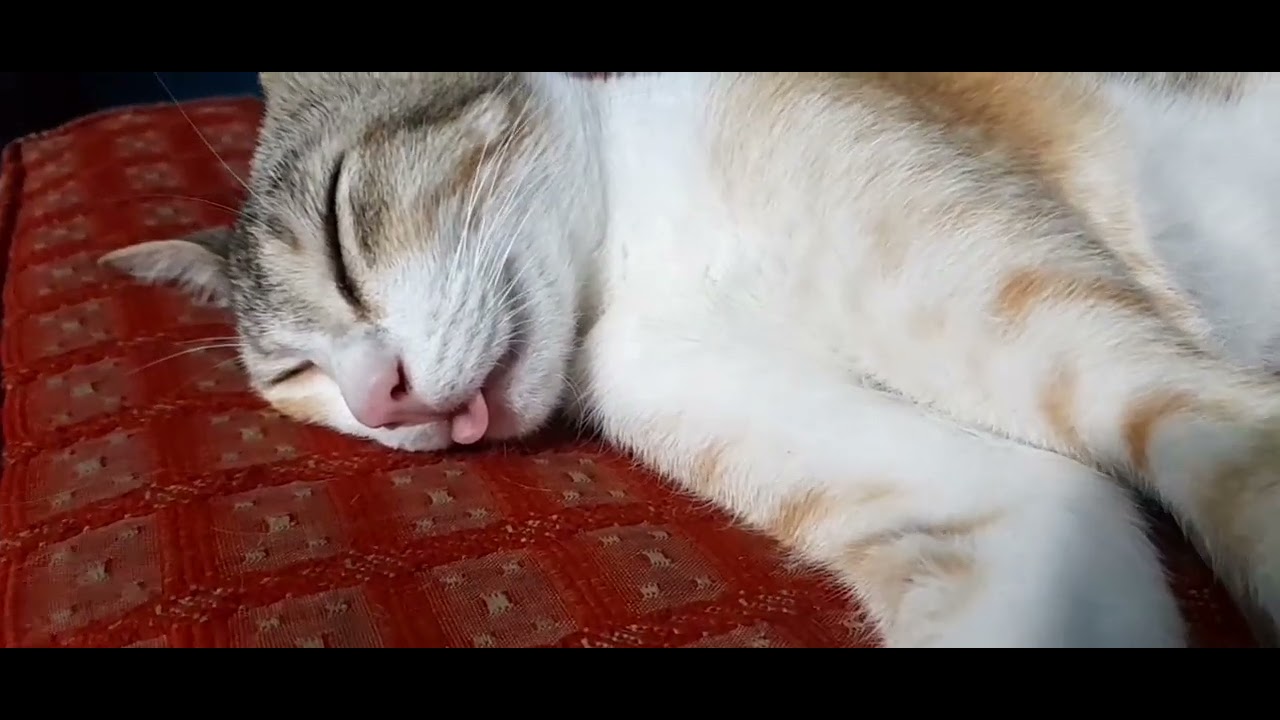 my happy cat pippo || happy happy happy || This is me orni - YouTube