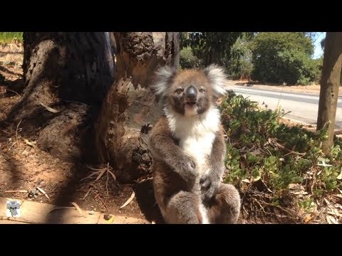 koala crying when kicked off the tree