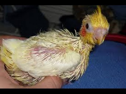 Cockatiel Hatching - YouTube