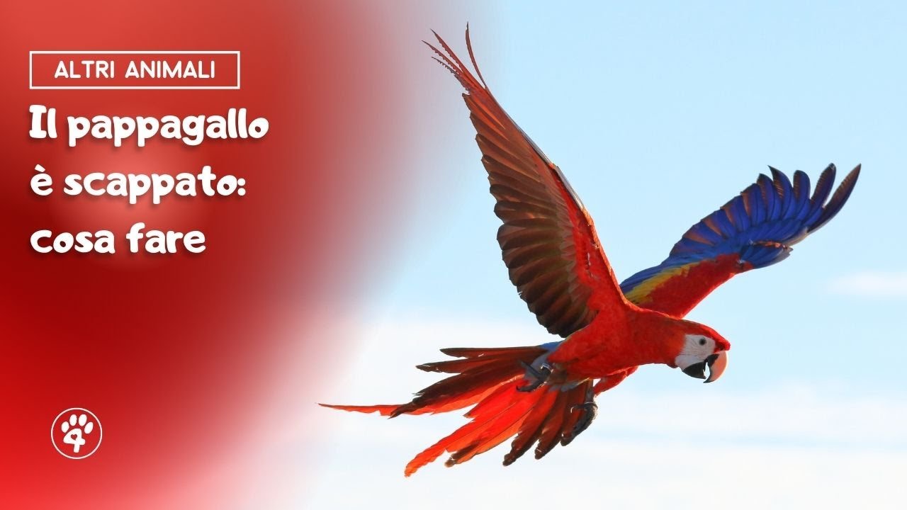 Il pappagallo è scappato: cosa fare | Amoreaquattrozampe.it - YouTube