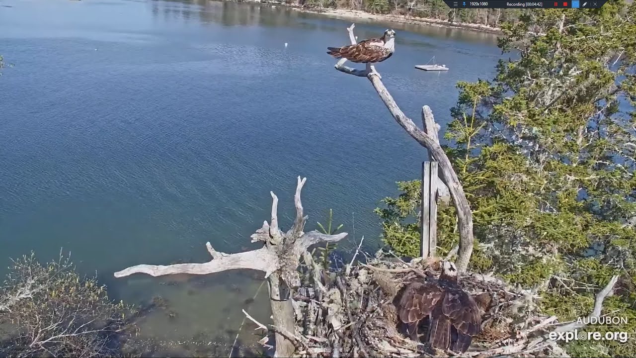 Callie doesn't claim this Fish! (both views) - Hog Island Osprey Nest ...