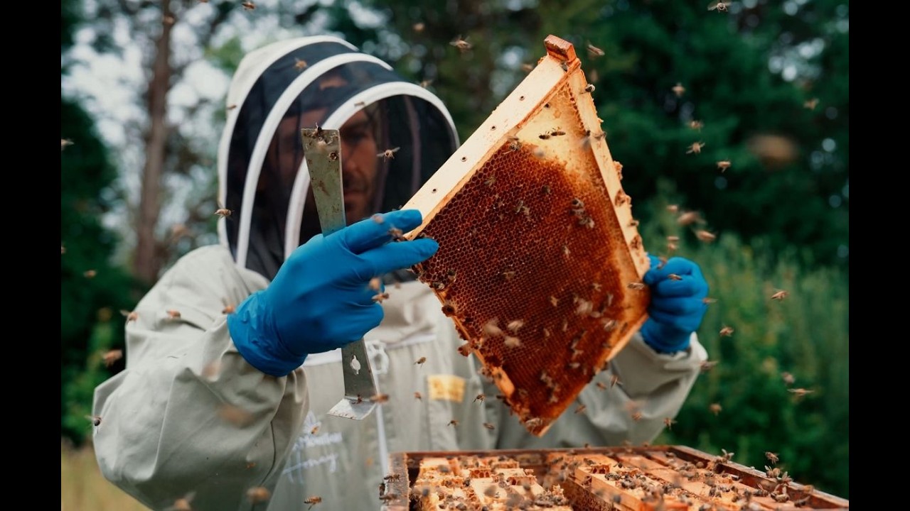 I Have Never Seen Destruction Like This - Flow Hive Robbing Attack ...