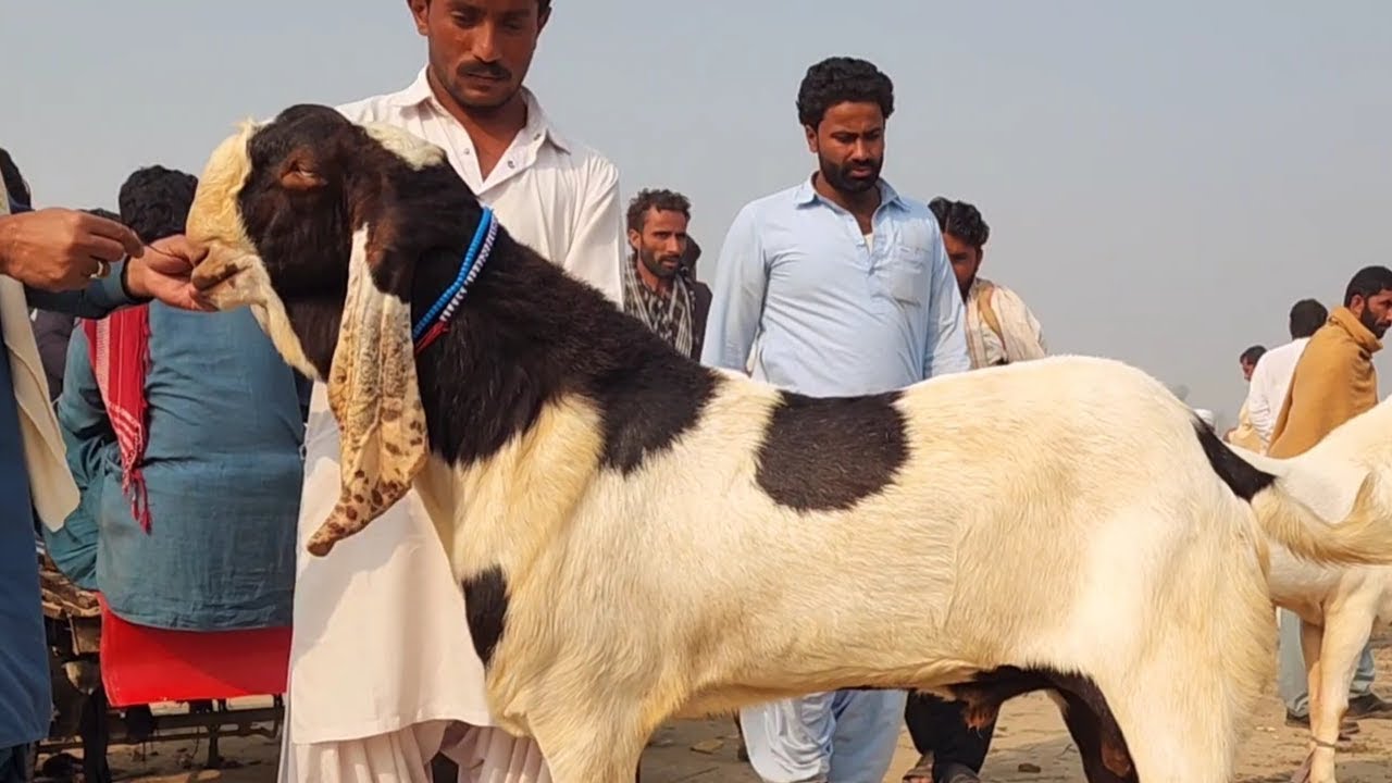Gajipur bakra mnadi | Okhla dhobi ghat bakra mandi | jafrabad bakra ...