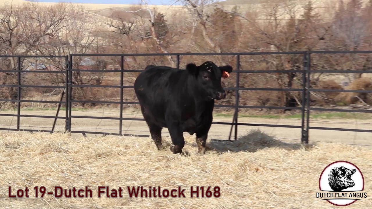 Lot 19 Dutch Flat Whitlock H168 - YouTube