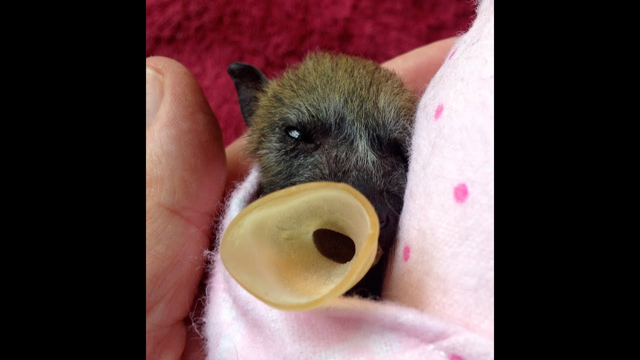 Cute orphan bat pups - my hotbox babies. - YouTube