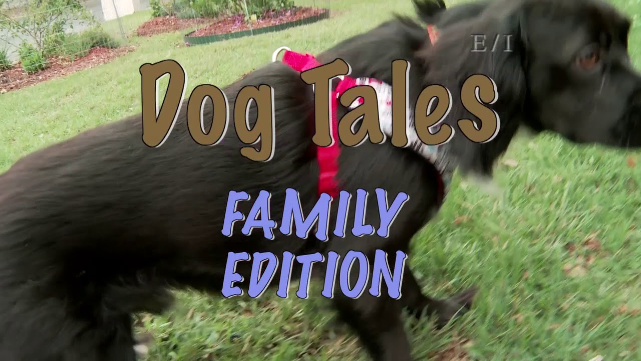 Dog Tales Family Edition 101 - YouTube