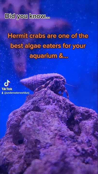#funfact #absolutelytrue #hermitcrab - YouTube