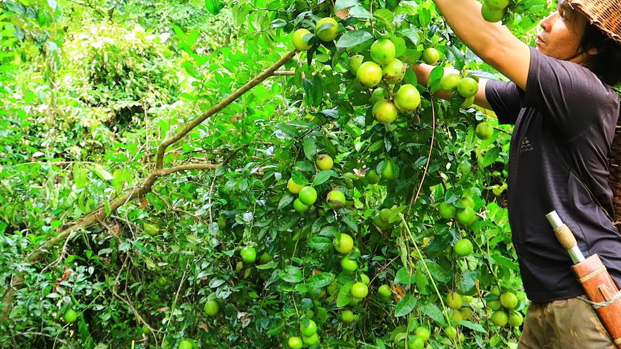 Unique Lemon Tree & A Full Meal: Survival Alone In The Rainforest | EP ...