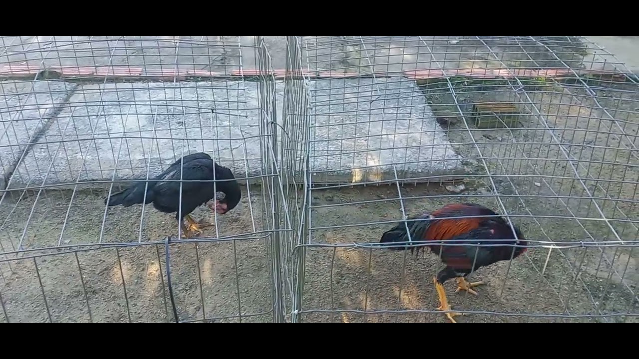 Bicudinho na Fredy Heterose x Diamante negro. - YouTube