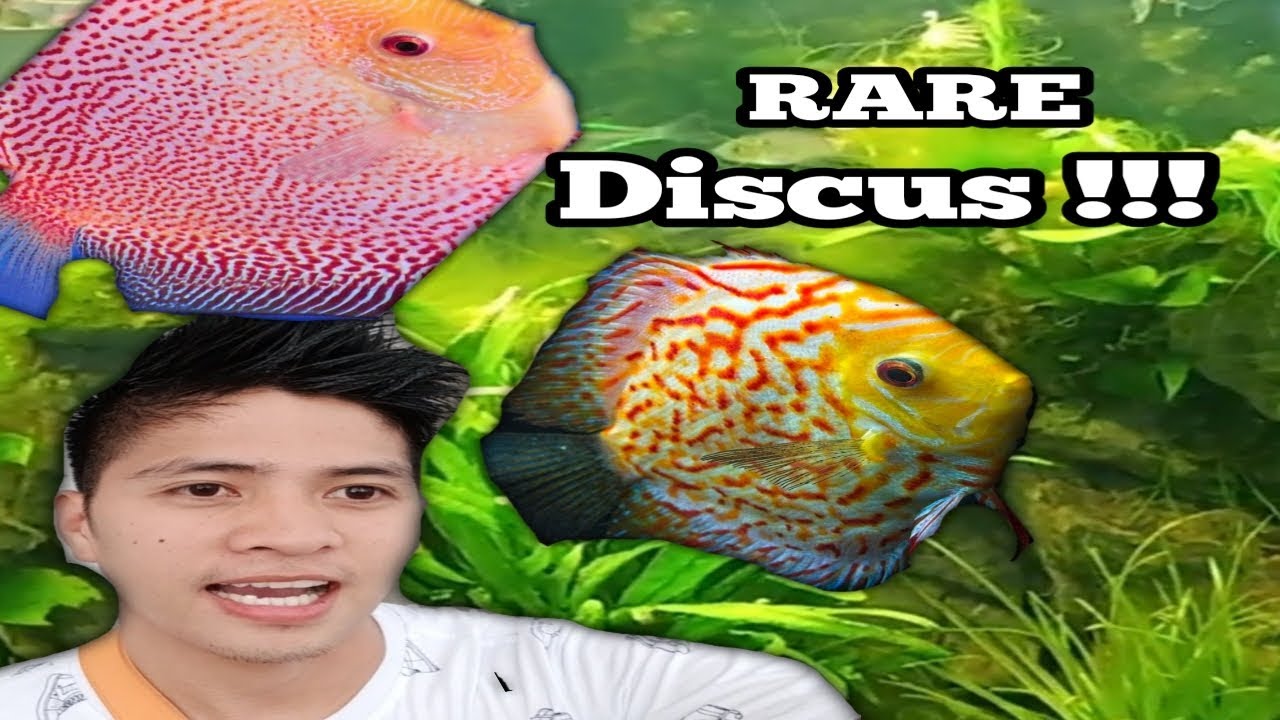 Cartimar PET CENTER TOUR UPDATED part 2 |Discus Fish hunting. - YouTube