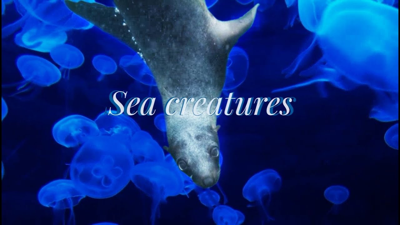 SEA CREATURES & MUSIC |Focus|Relax|Sleep|Meditate| - YouTube