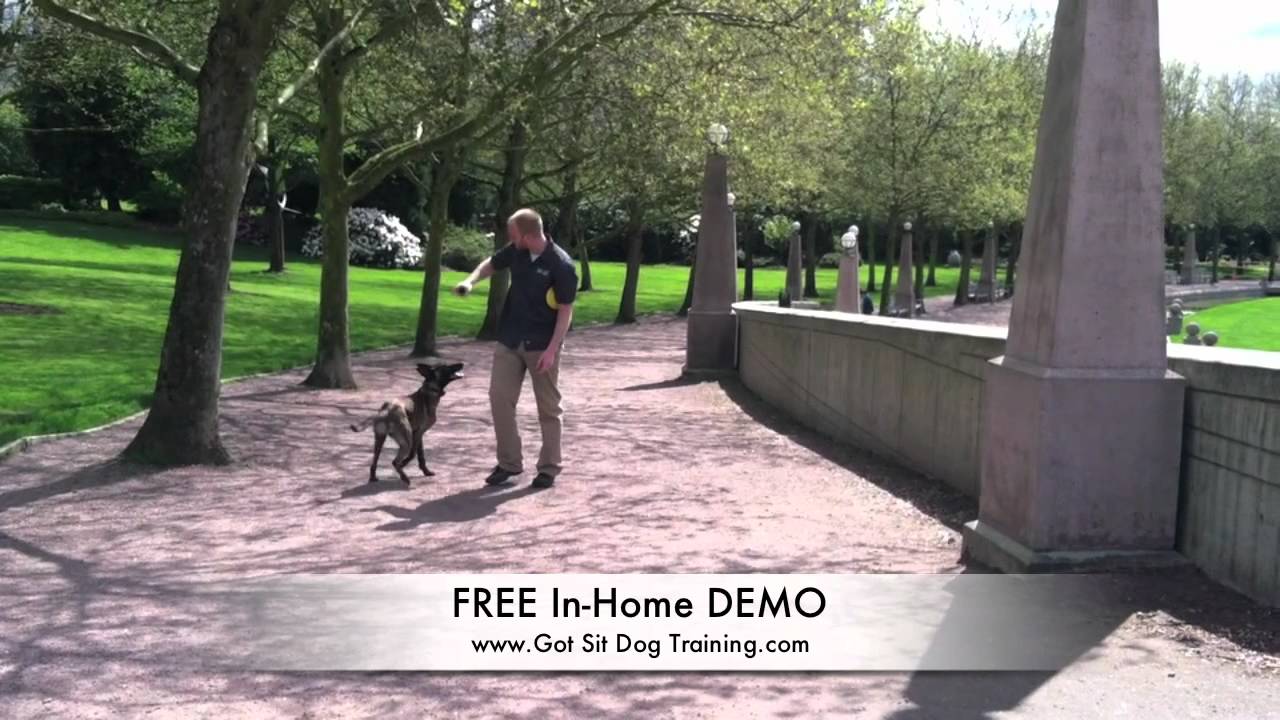Training your Dutch Shepherd for the real world - YouTube