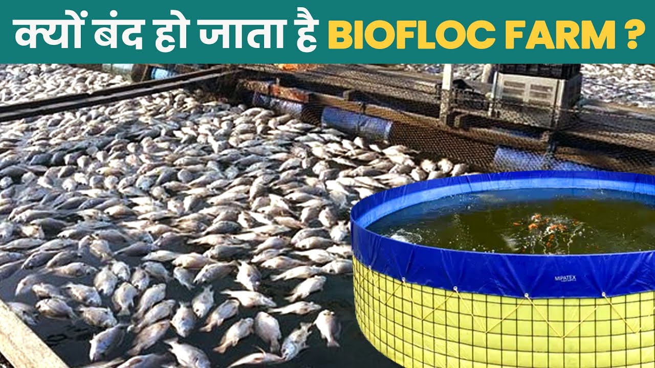 क्यों बंद हो जाता Biofloc Farm ? | Machli Palan | Biofloc Fish Farming ...