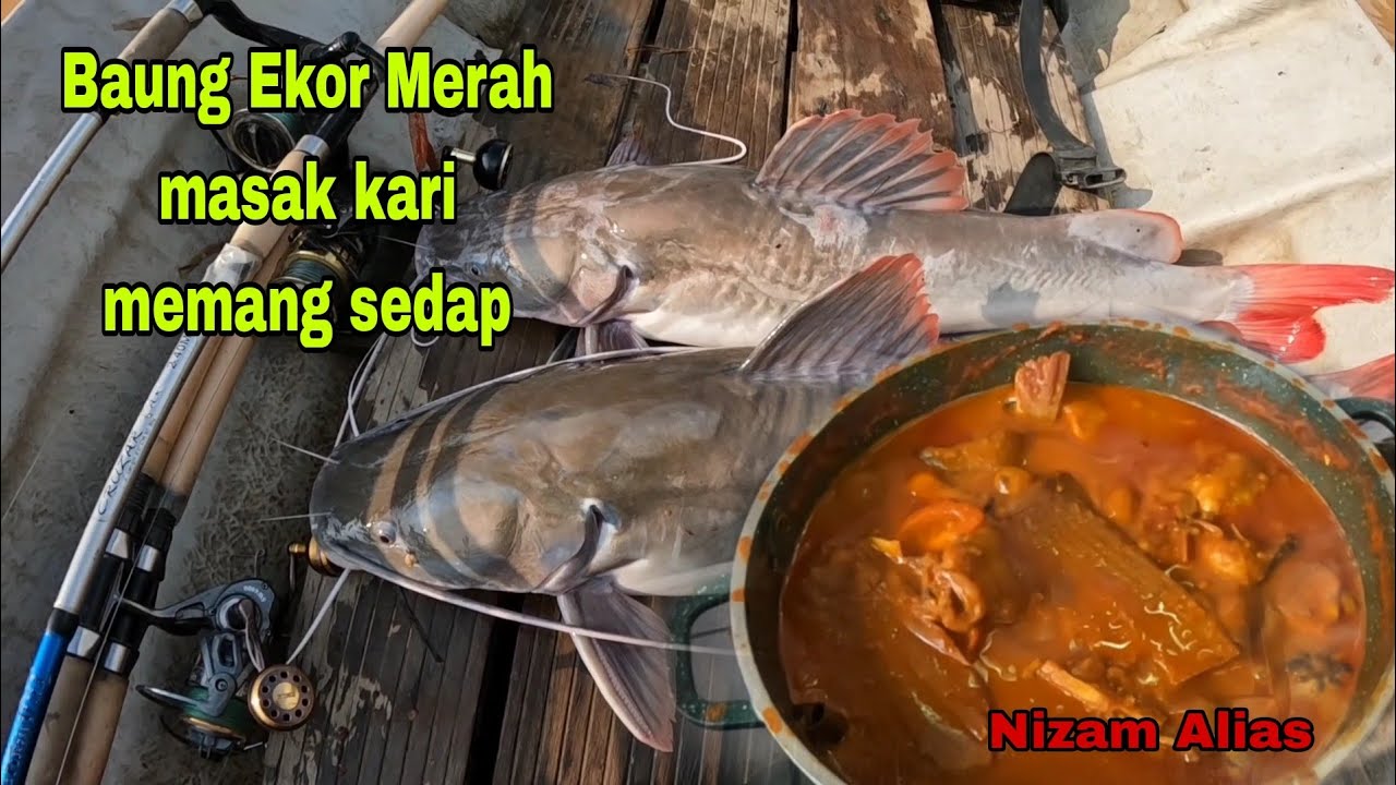 IKAN BAUNG EKOR MERAH MASAK KARI MEMANG SEDAP - YouTube