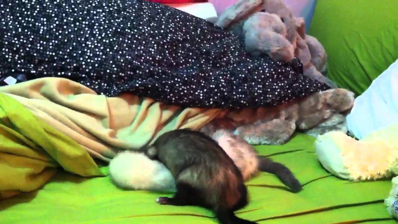 Two Cute Ferrets Playing Crazy! - YouTube