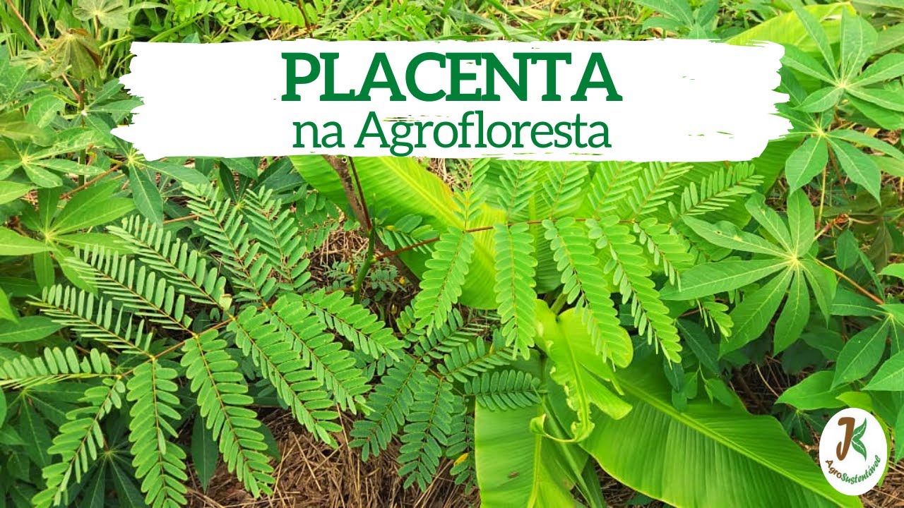 PLACENTA na Agrofloresta - YouTube