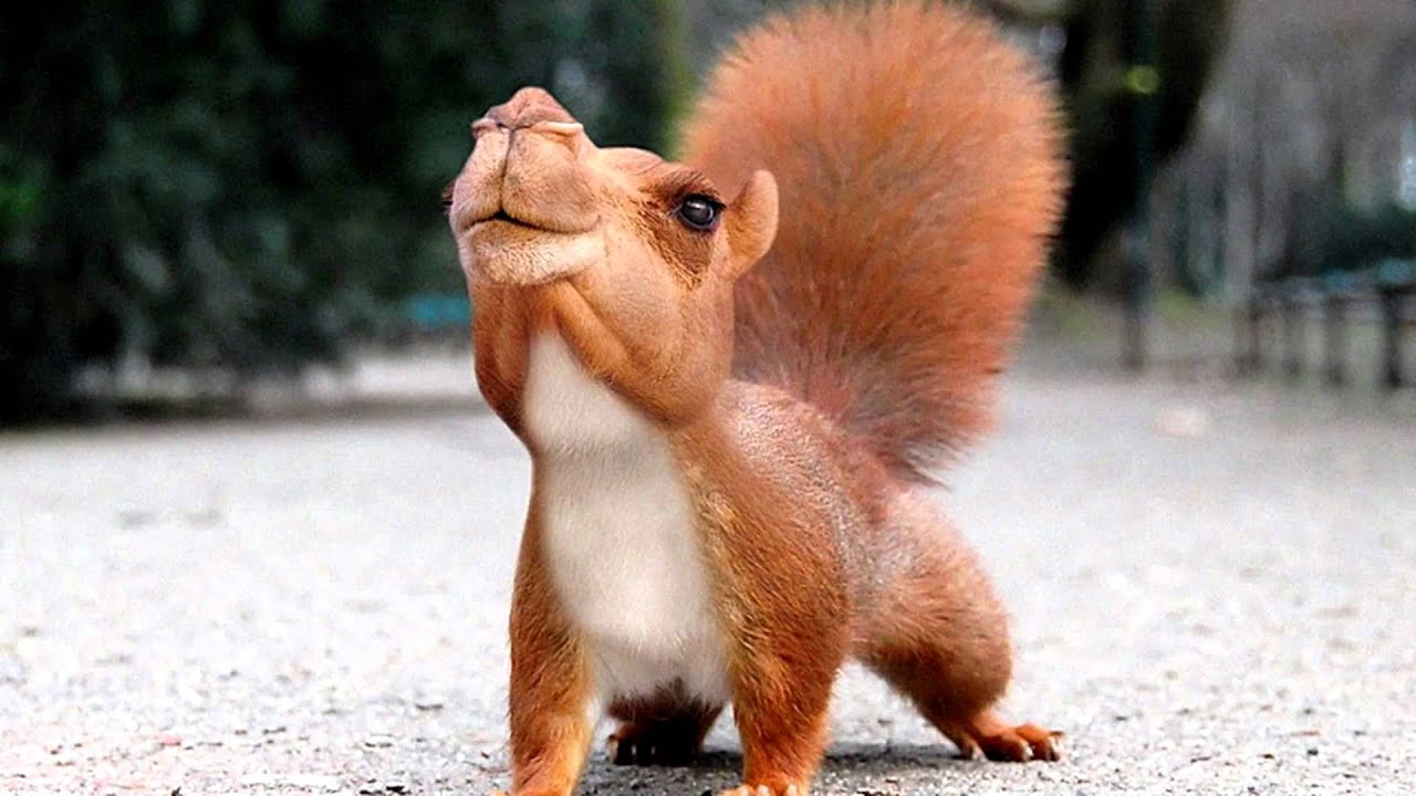 Psyman - Rabid Camel [NEW] [HD] - YouTube Music