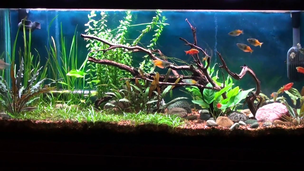 Rainbowfish Tank Doing Good - YouTube
