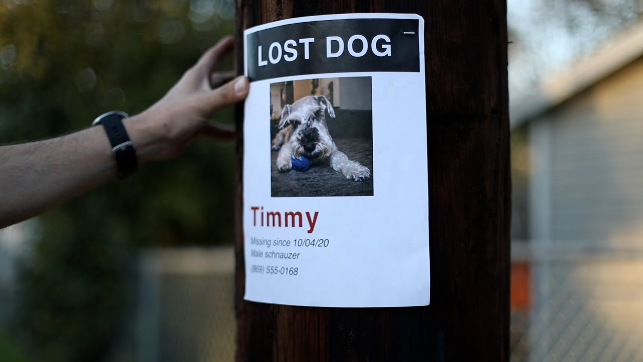 Found Dog Sign