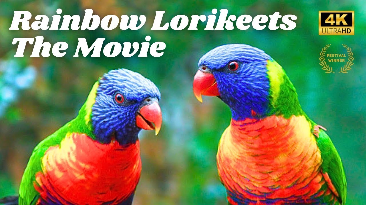 Rainbow Lorikeets the Movie! Parrot Lovers Paradise! - YouTube