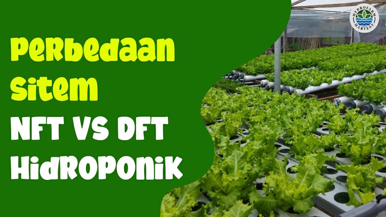 Kelebihan dan kekurangan Sistem NFT VS DFT dalam pertanian Hidroponik ...