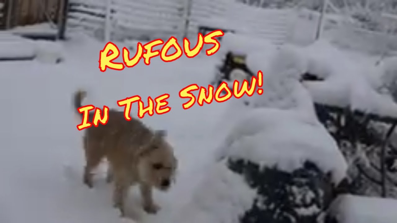 More Snow - 14" Overnight In The Desert! - YouTube