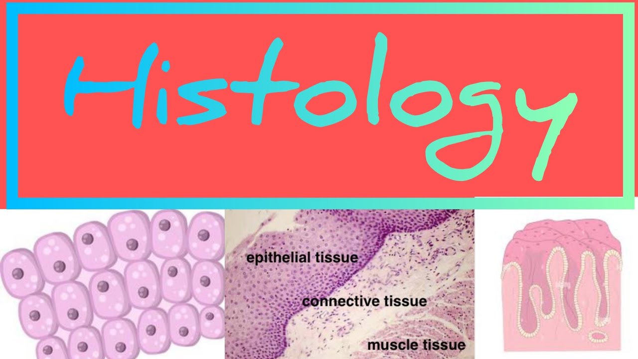HISTOLOGY LECTURE 1 +FCPS PAST PAPER MCQS - YouTube