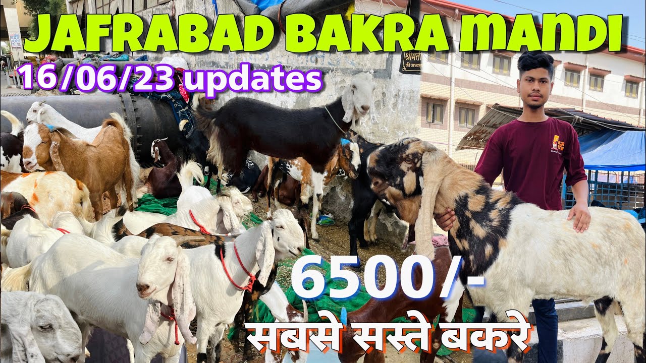 Jafrabad Bakra Mandi 2024 Latest Video | दिल्ली की सबसे सस्ती बकरा मंडी ...