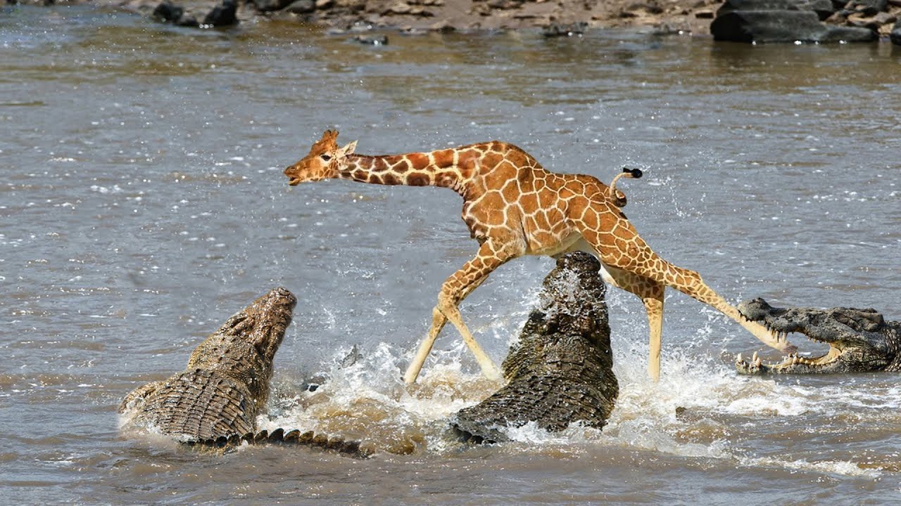 How Is Crocodile Attack Giraffe? - YouTube