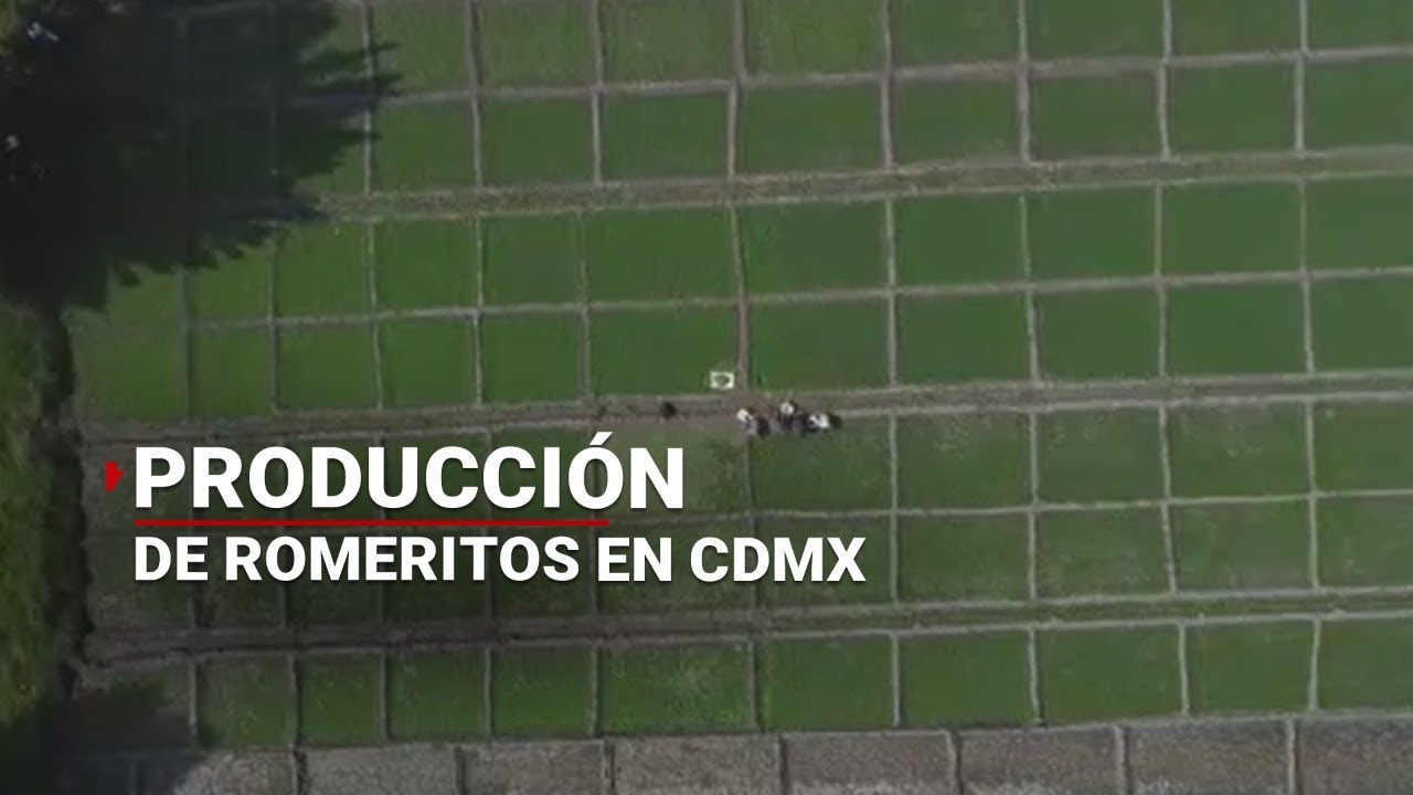 La producción de romeritos en la CDMX - El largo proceso en los campos mexicanos - YouTube