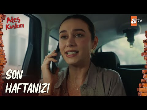 Ali ve Zıpkın hapise gireceklerini ÖĞRENDİ! - Ateş Kuşları 21. Bölüm