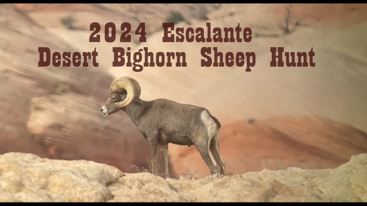 2024 Desert Bighorn Sheep Hunt - Escalante Utah - YouTube