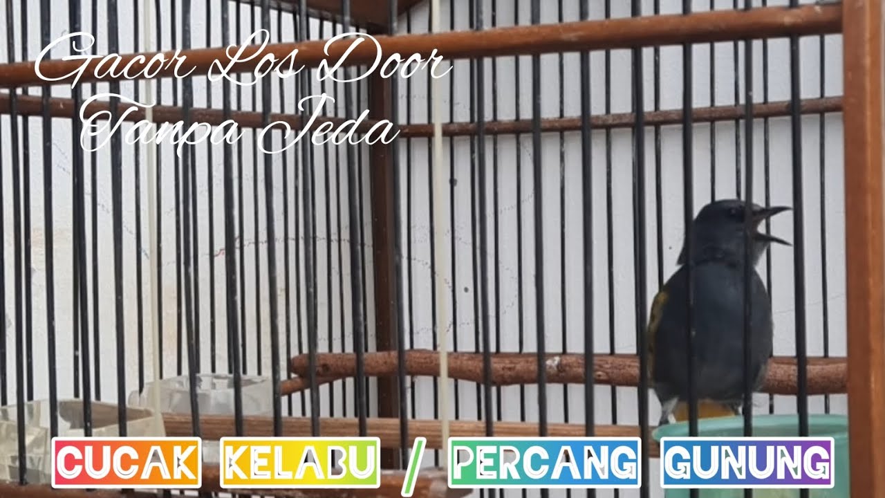 Cucak Kelabu / Percang Gunung Gacor Los Door Jeda Rapat - YouTube