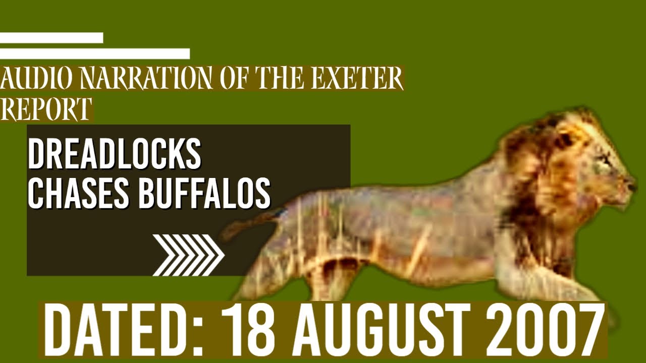Mapogo Lions - Dreadlocks chases buffalos - YouTube