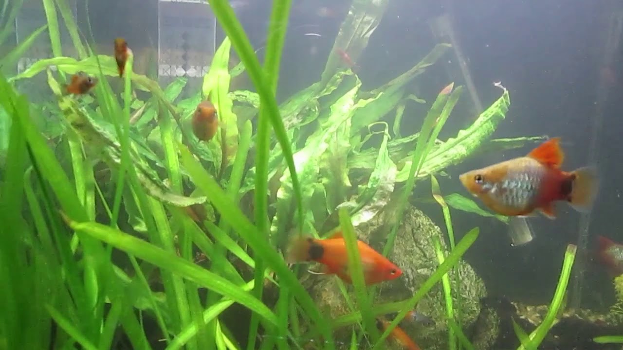 094 Pregatire mutare pesti Platy - YouTube