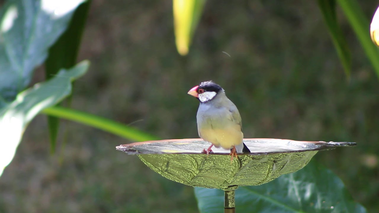Maui, Hawaii - Java Finch Taking a Bath, 05/23/20 - YouTube