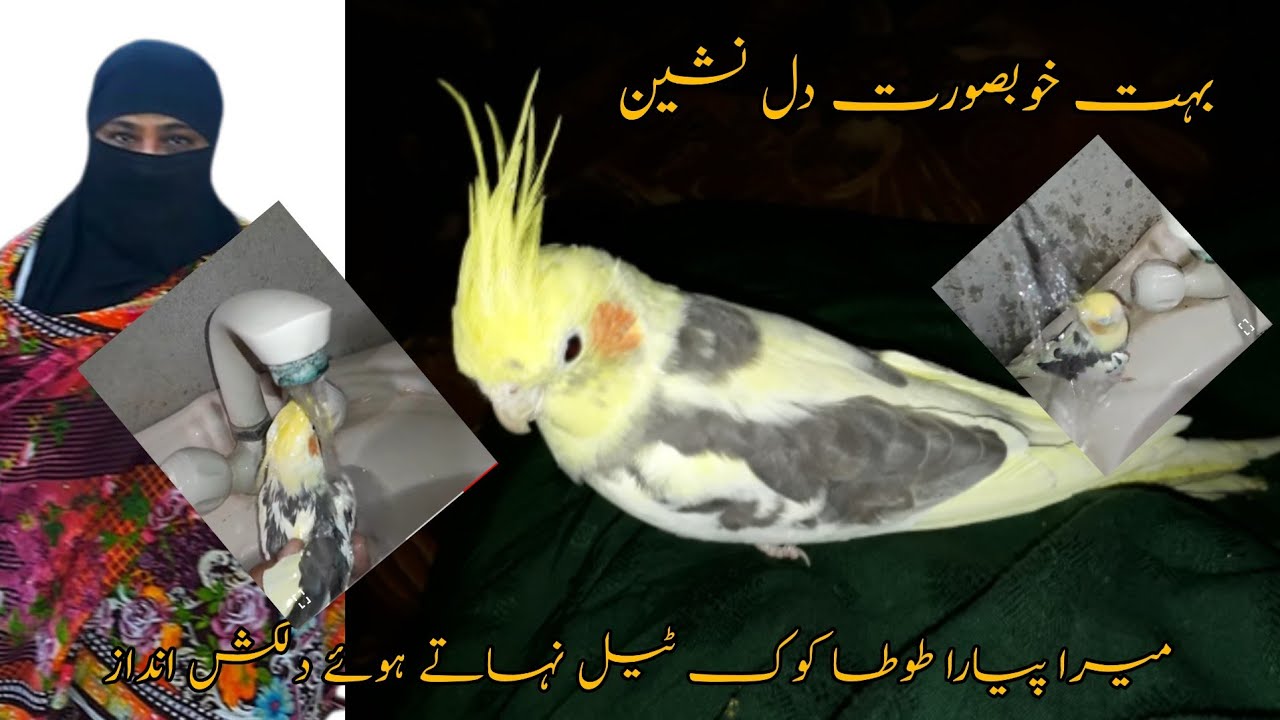 parrot🦜beautiful parrot Naheed yousufطوطا نہاتے ھوئے #parrot# ...