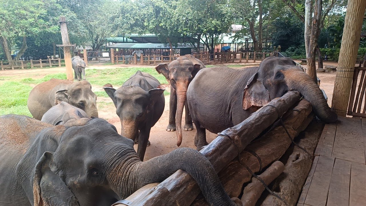 Disabled elephant's 🇱🇰🇮🇳 #srilanka #wildlife #elephant #animals # ...
