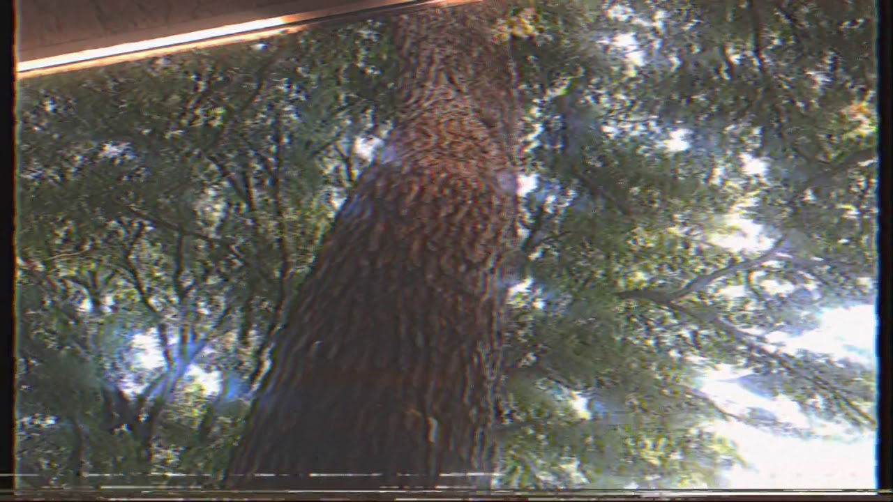TREES. - YouTube