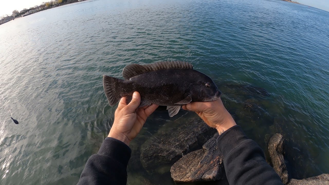 SPRING TAUTOG/BLACKFISH EPISODE 2 LONG ISLAND - YouTube