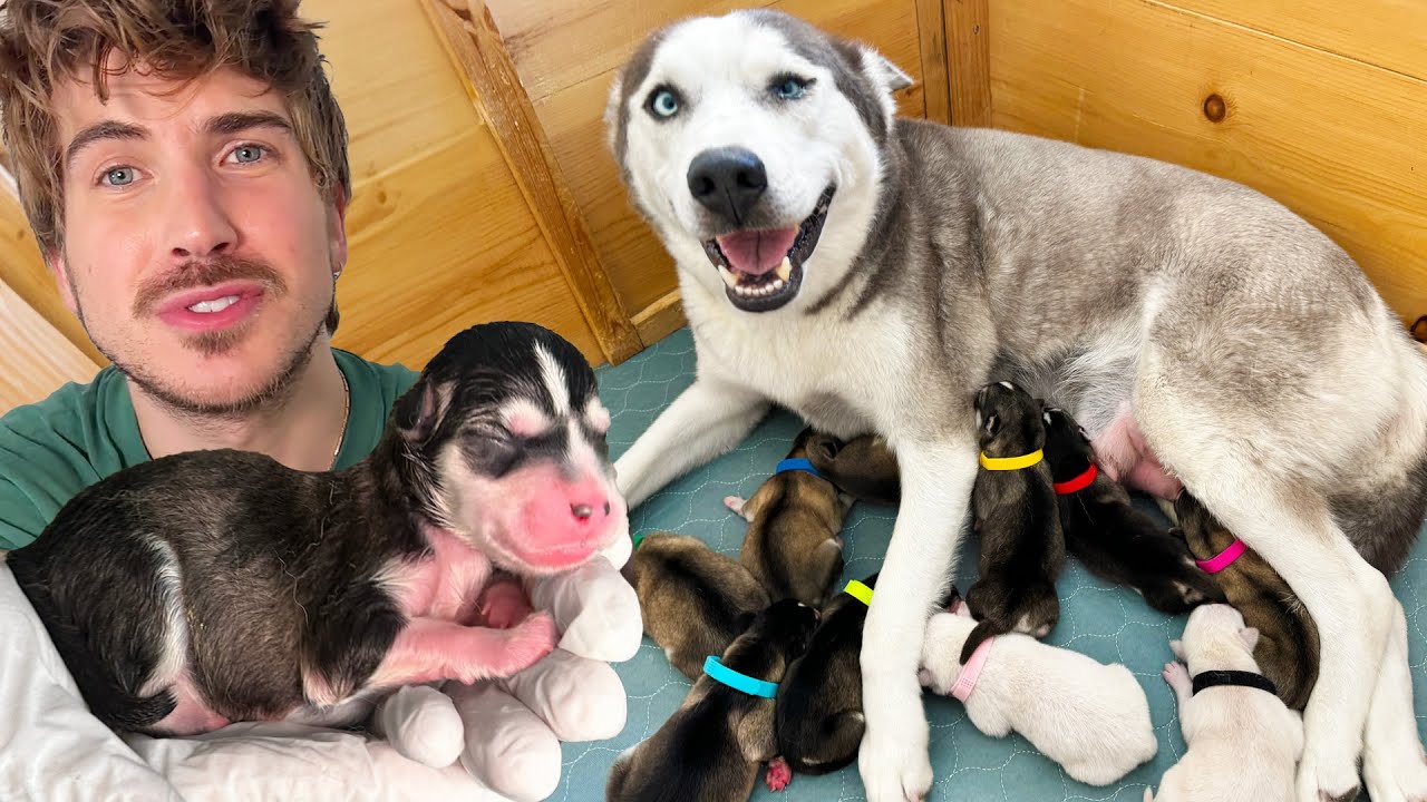 Pregnant Husky Gives Birth To Many Puppies! | Rescue Tale - YouTube