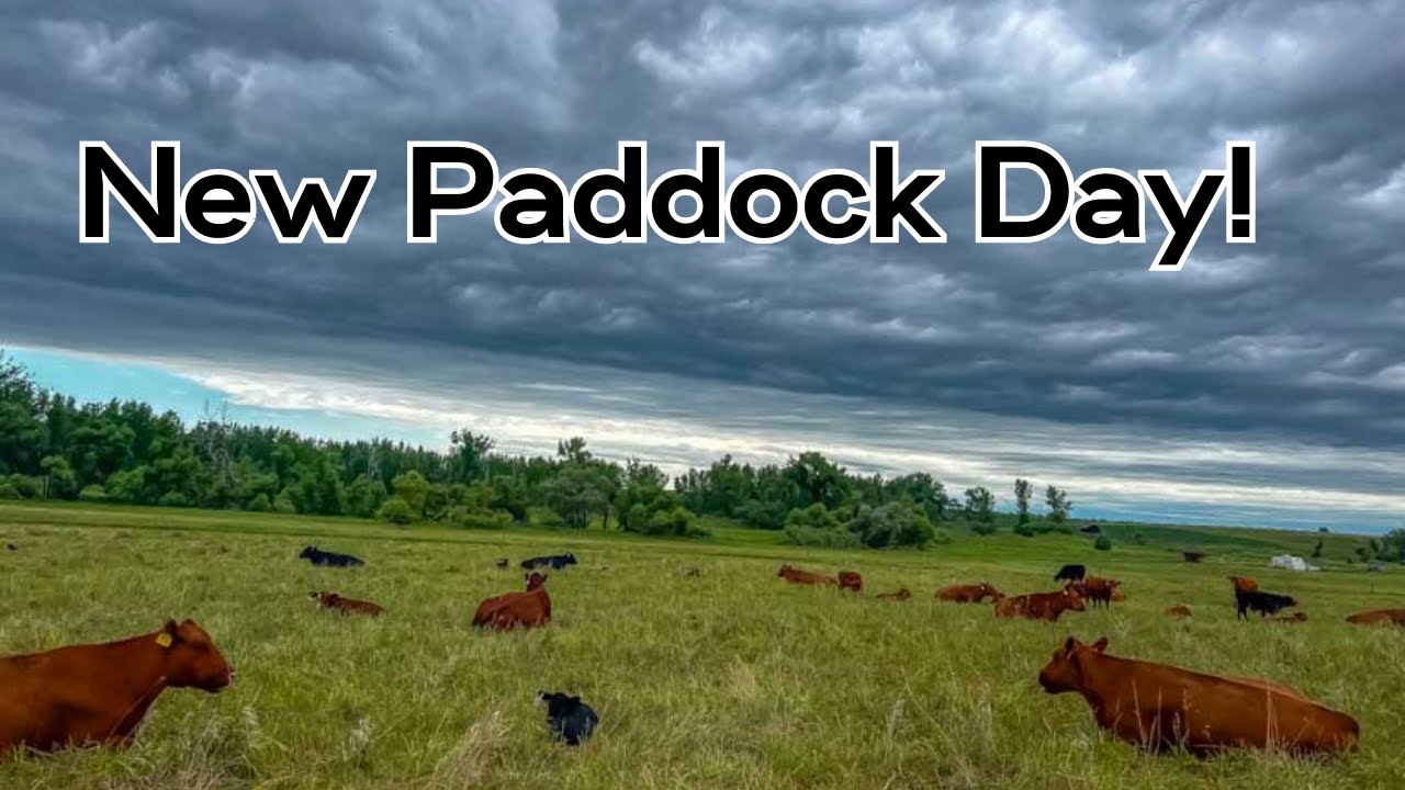 Process Of Moving Cattle To New A New Paddock for Grazing - YouTube