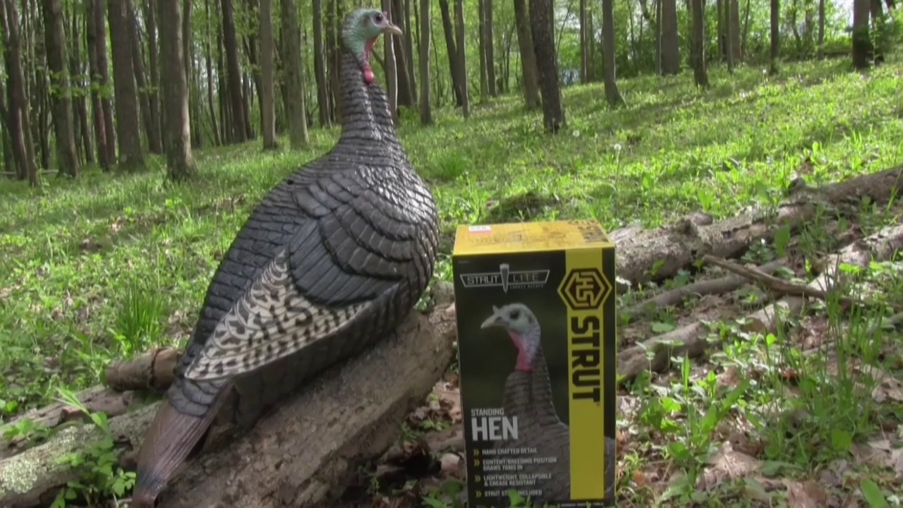 HS Strut Standing Hen Review - YouTube